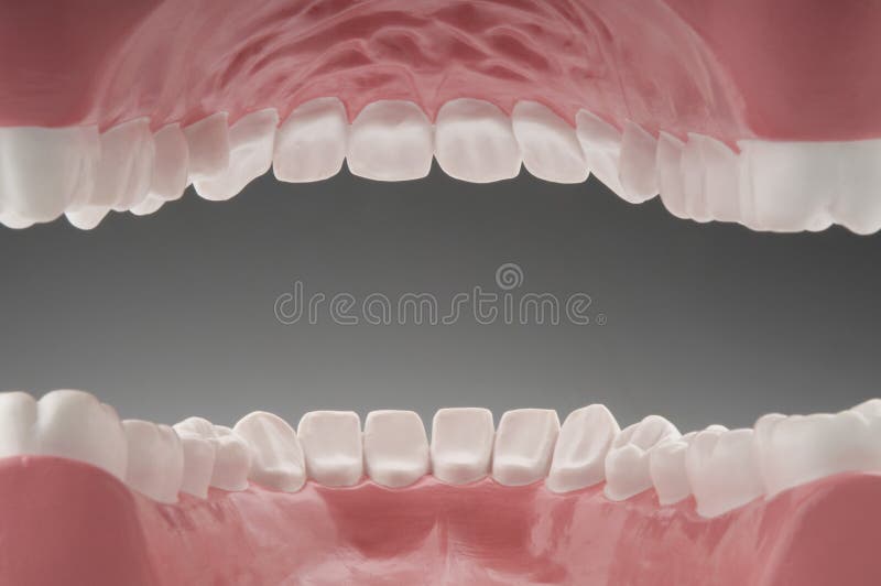 Teeth and Inner Mouth stock image. Image of healthy, whiten - 12190249