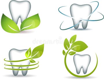 Teeth and leafs stock vector. Illustration of anatomy - 33031137