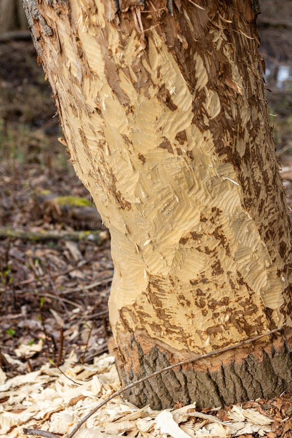 Teeth Marks Left by a Beaver Stock Image - Image of beaver, eating ...