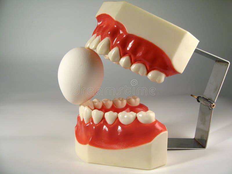 Teeth model stock photo. Image of clean, enamel, fake - 2848018