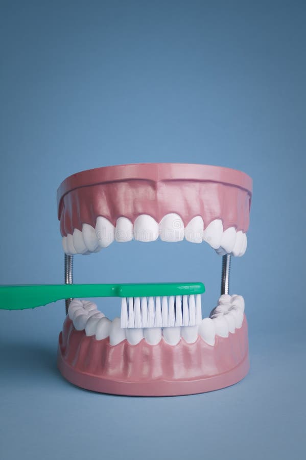 Teeth or Tooth Model with Brush on Blue Background Stock Image - Image ...