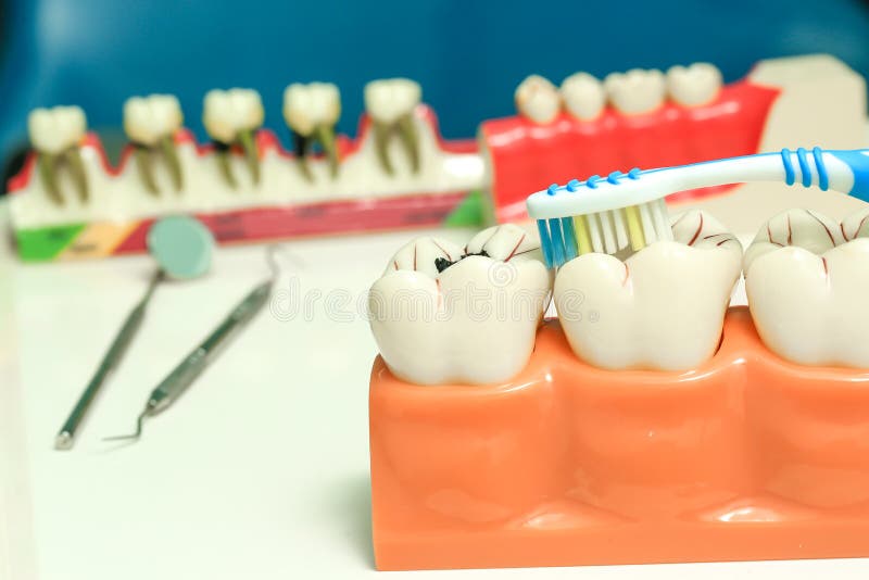 Teeth model stock photo. Image of dental, clean, macro - 67541964