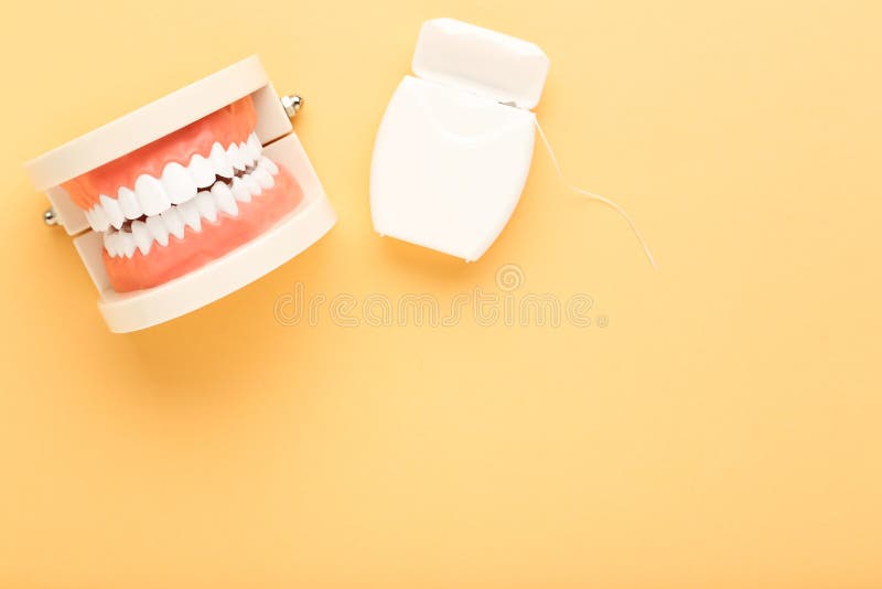 Teeth Model with Dental Thread Stock Image - Image of healthy, bone ...