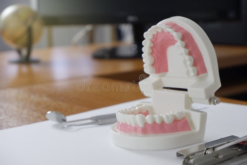 Teeth Model on Dentist`s Table in Office, Dental and Medical Concept ...