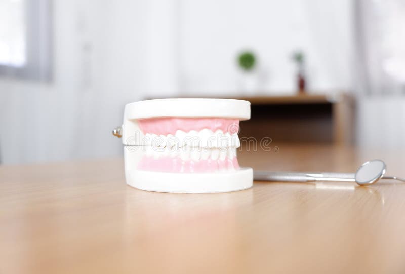 Teeth Model on Dentist`s Table in Office, Dental and Medical Concept ...