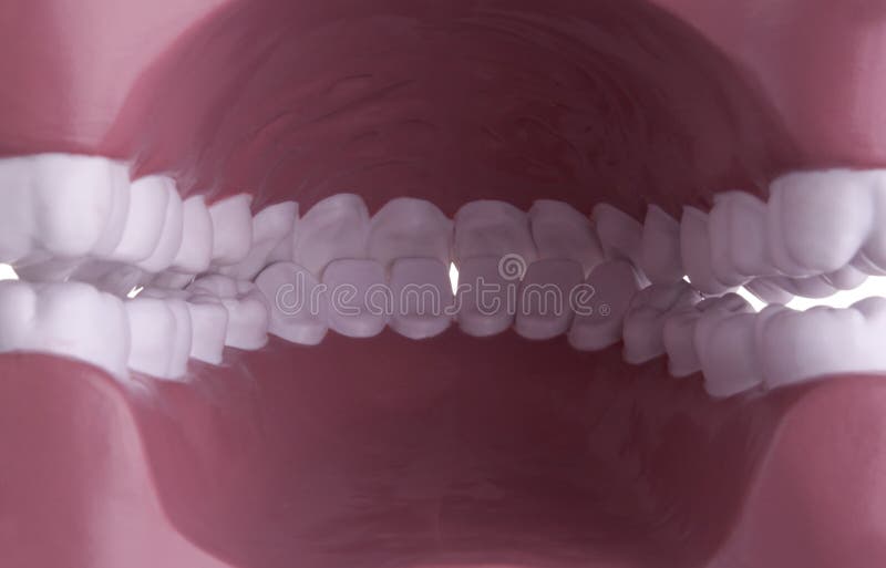 Detail of Teeth or Tooth Model from Inside of Mouth Stock Image - Image ...