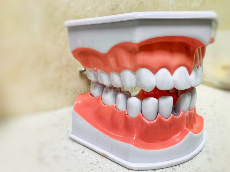 The Teeth Model on the Table - Image Stock Image - Image of smile ...