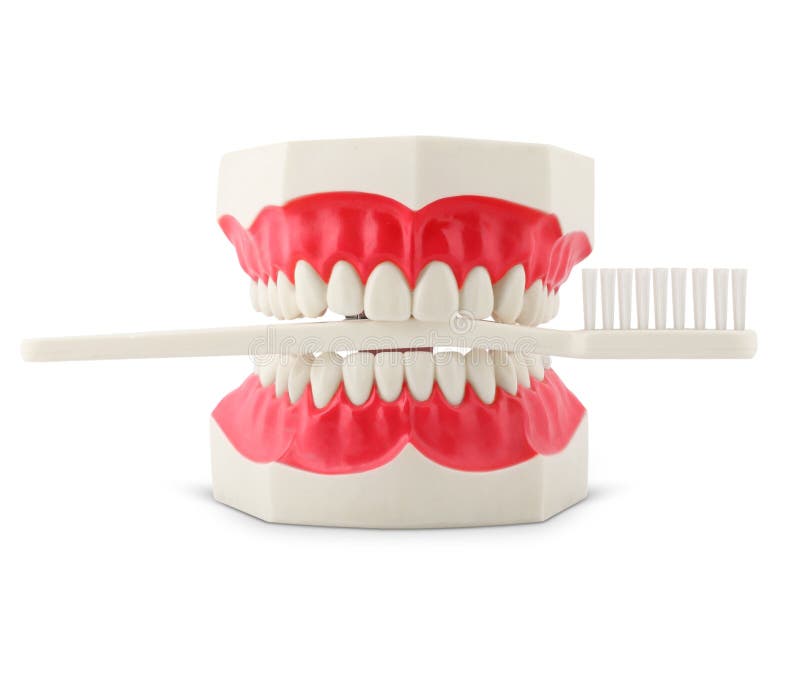 Teeth Model with Toothbrush Stock Image - Image of care, brush: 23204879