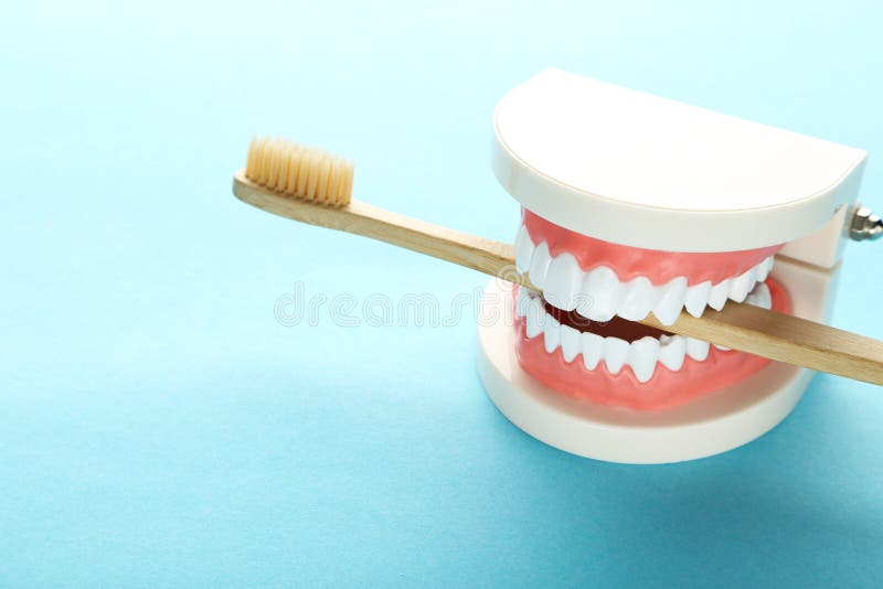 Teeth Model with Toothbrush Stock Image - Image of equipment, object ...