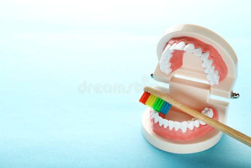Teeth Model with Toothbrush Stock Photo - Image of background, doctor ...