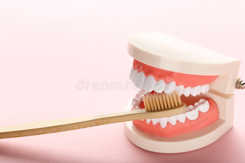 Teeth Model with Toothbrush Stock Photo - Image of background, brush ...