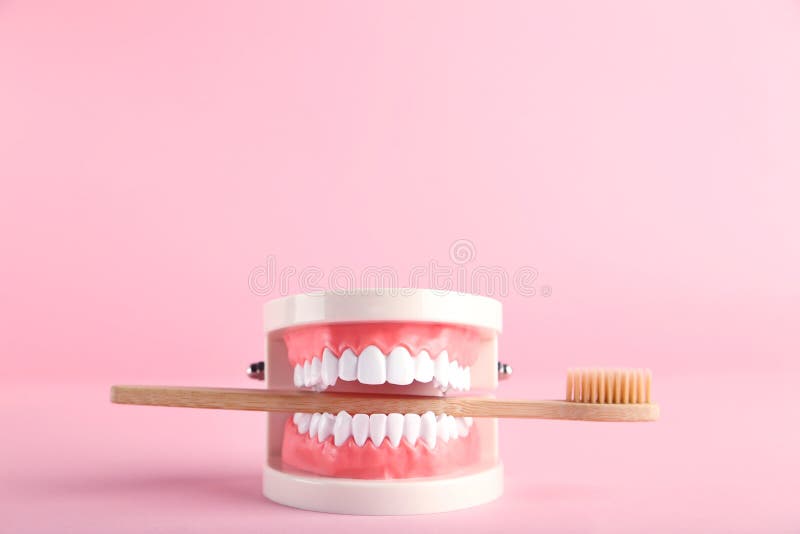 Teeth Model with Toothbrush Stock Photo - Image of orthodontist ...