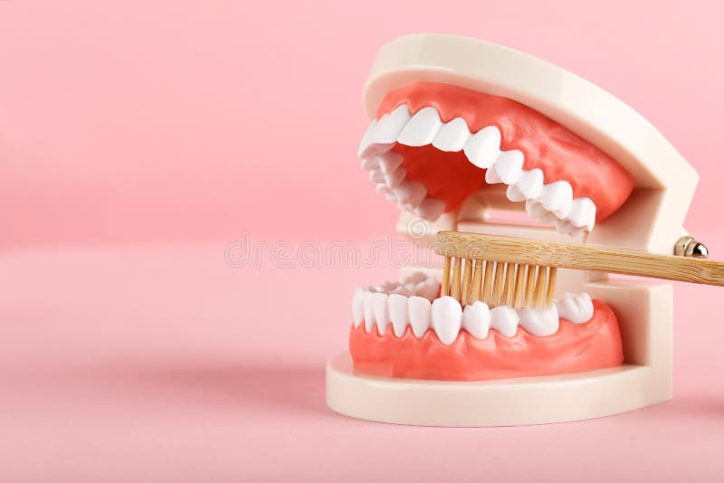 Teeth Model with Toothbrush Stock Photo - Image of enamel, technology ...