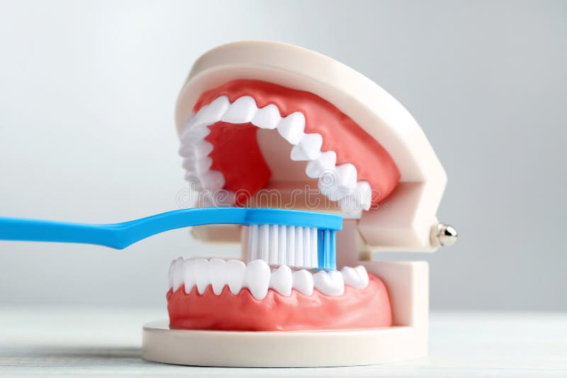 Teeth Model with Toothbrush Stock Image - Image of doctor, plastic ...