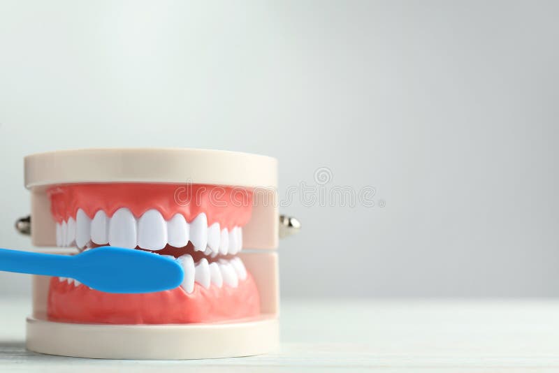Teeth Model with Toothbrush Stock Photo - Image of mouth, denture ...