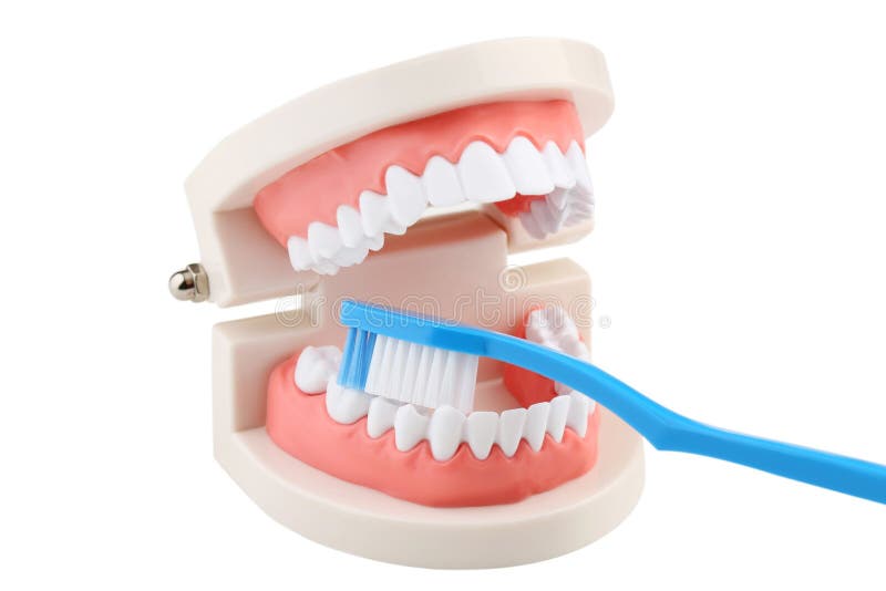 Teeth Model with Toothbrush Stock Photo - Image of equipment, personal ...