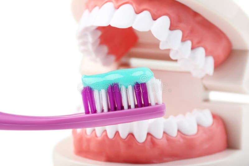 Teeth Model with Toothbrush Stock Photo - Image of background, clean ...