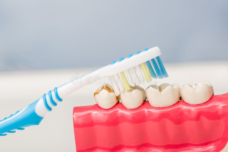 Teeth model and toothbrush stock photo. Image of hygiene - 67543342