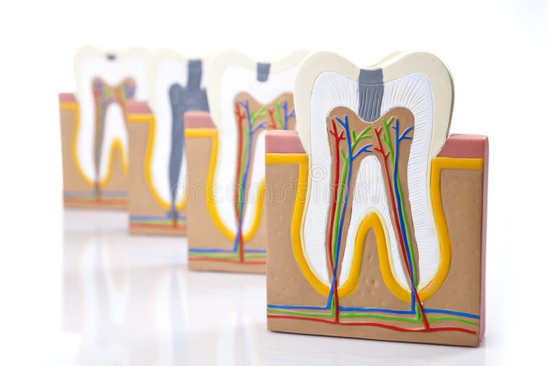 699 Clean Teeth Models Stock Photos - Free & Royalty-Free Stock Photos ...
