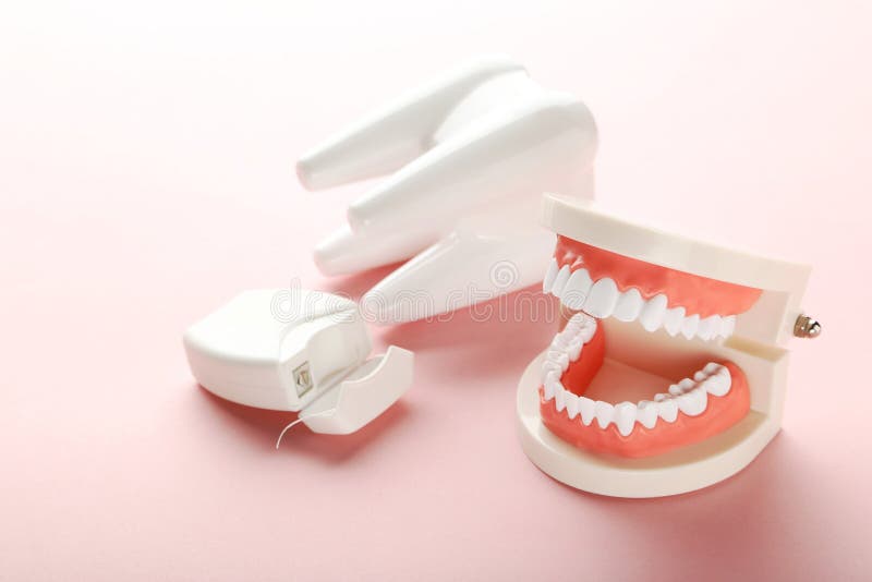 Teeth Models with Dental Thread Stock Photo - Image of floss, human ...