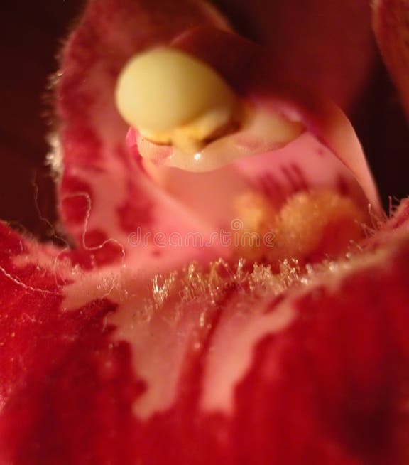 Teeth of nature stock image. Image of micro, closeup, nature - 67725