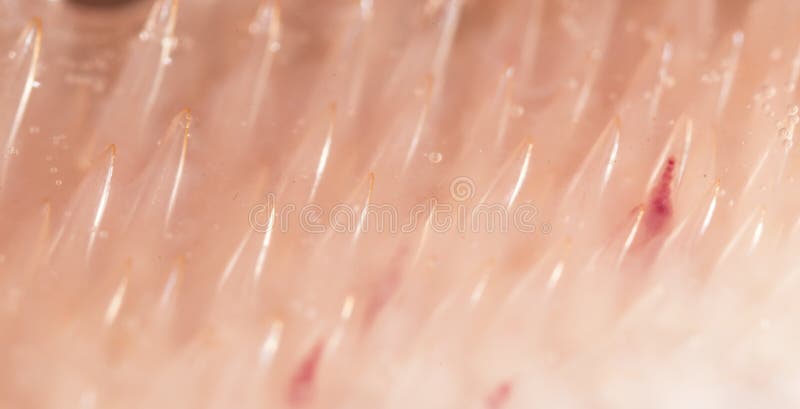 Teeth Pike Fish. Super Macro Stock Image - Image of teeth, lake: 109926395