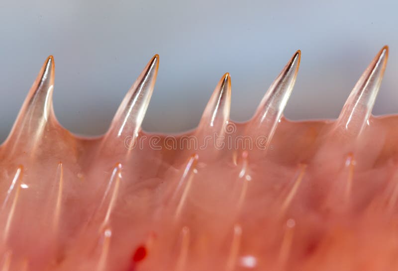 Teeth Pike Fish. Super Macro Stock Image - Image of fear, lake: 110625735