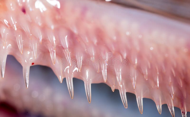 Teeth Pike Fish. Super Macro Stock Image - Image of fish, super: 110625693