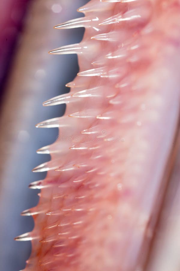 Teeth Pike Fish. Super Macro Stock Photo - Image of teeth, macro: 109110652