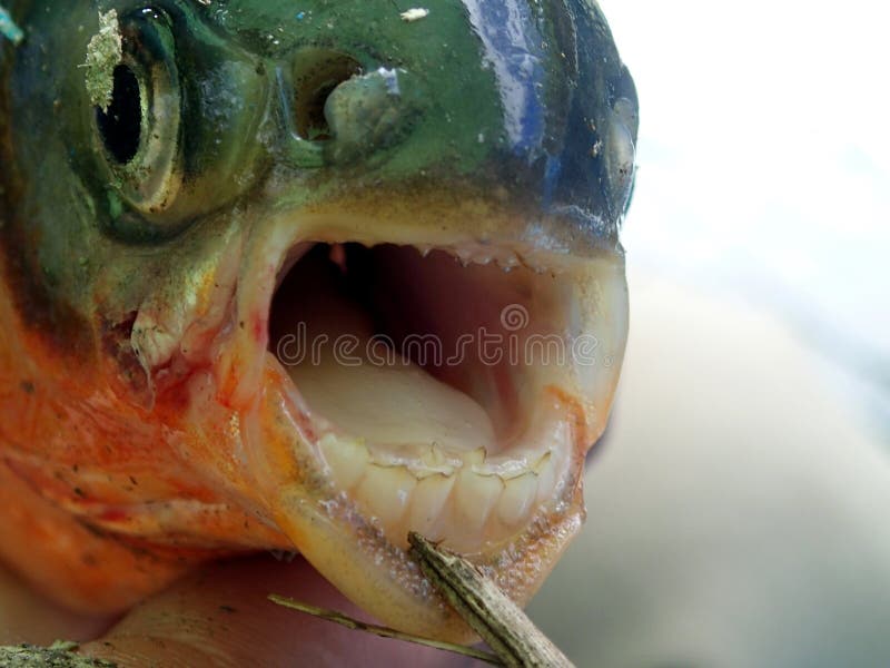 Teeth of Piranha - Peru South America Stock Photo - Image of fishing ...