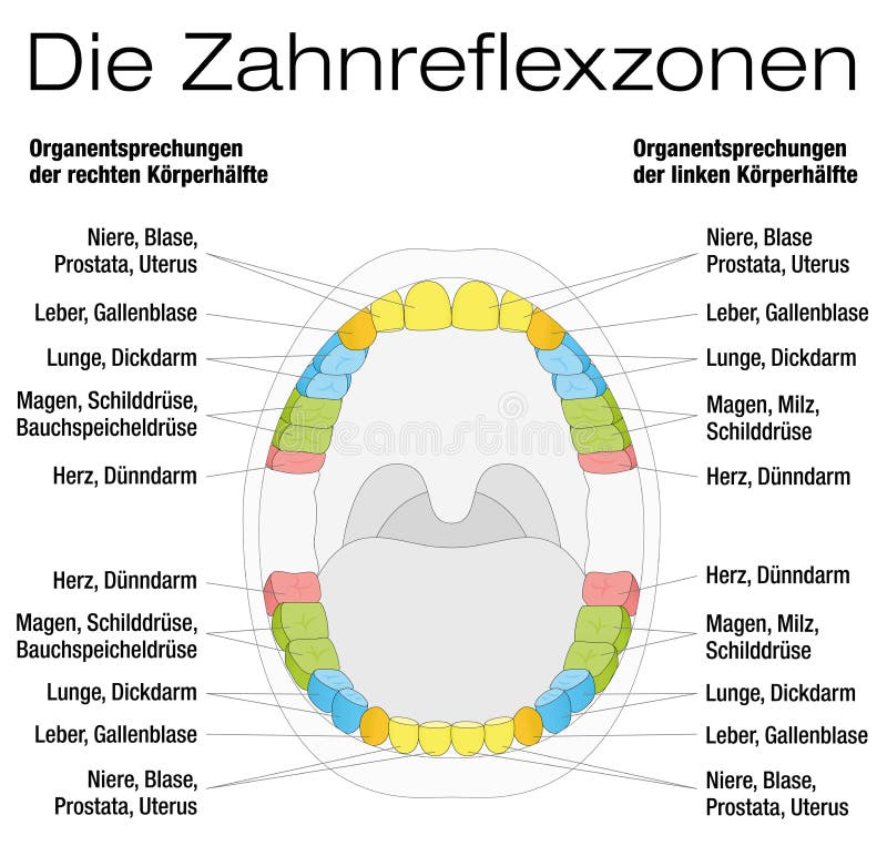 Teeth Reflexology Analogy Chart German Stock Vector - Illustration of ...