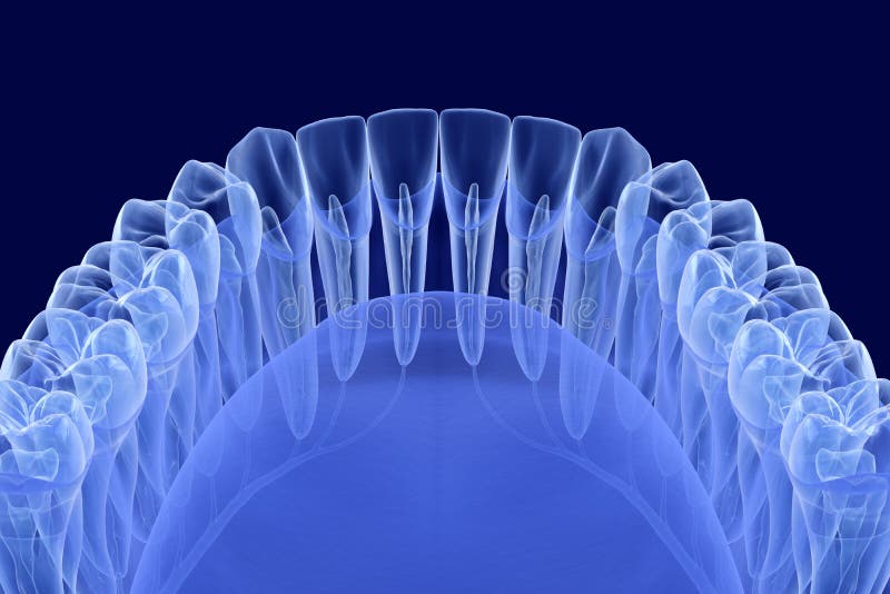 Teeth Root Anatomy, Xray View. Medically Accurate Dental 3D ...