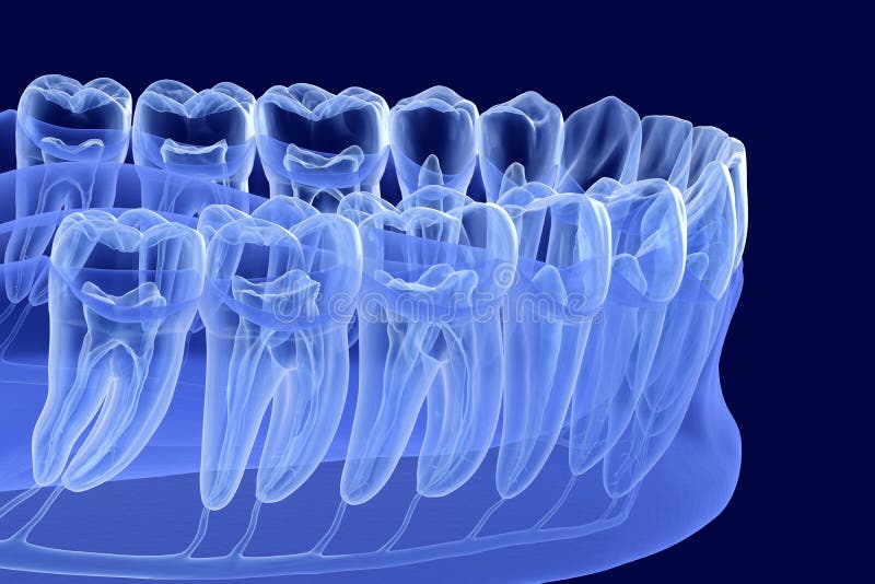 Teeth Root Anatomy, Xray View. Medically Accurate Dental 3D ...