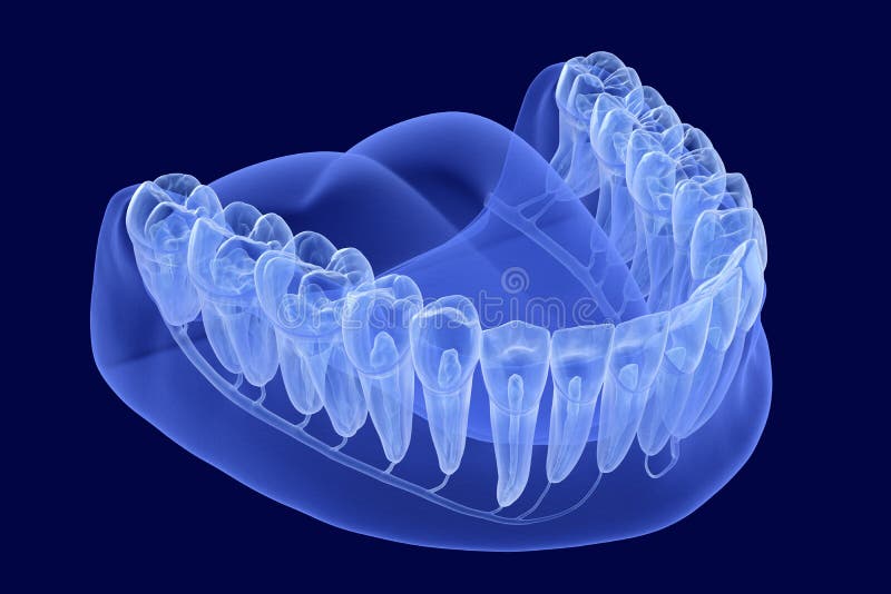 Teeth Root Anatomy, Xray View. Medically Accurate Dental 3D ...