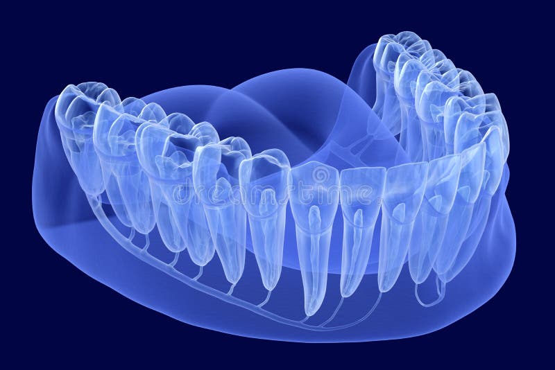 Teeth Root Anatomy, Xray View. Medically Accurate Dental 3D ...