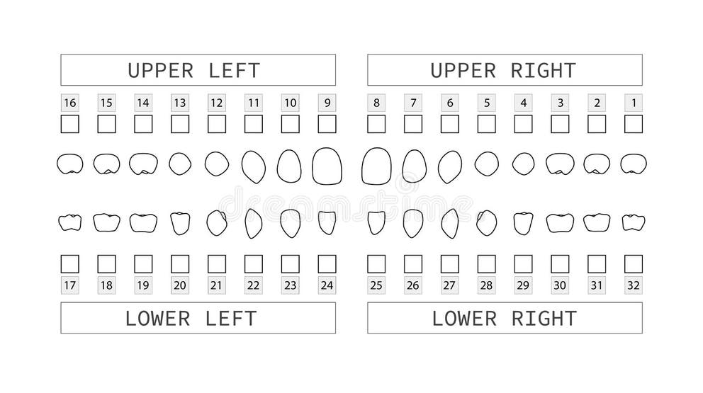 Teeth Numbering System Stock Illustrations – 15 Teeth Numbering System ...