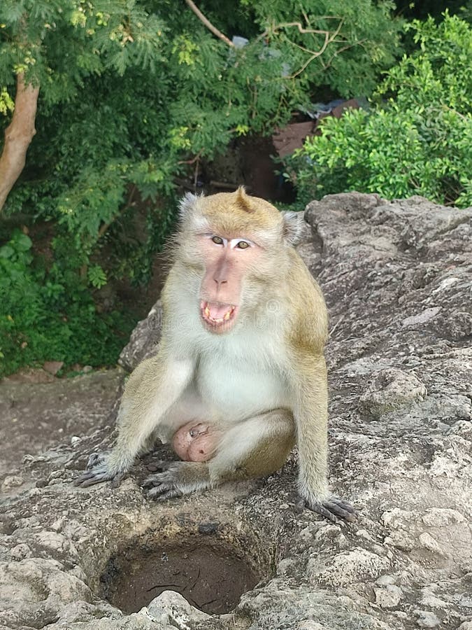 Teeth of scarry monkey stock image. Image of rock, teeth - 265982791