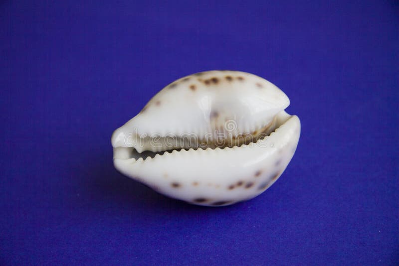 Teeth of sea shell stock photo. Image of waves, ears - 51413686