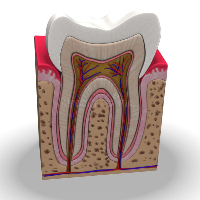 Teeth section stock illustration. Illustration of cementum - 10635851