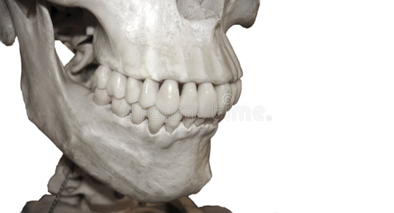 Teeth stock photo. Image of teeth, wisdom, incisor, canine - 59074112