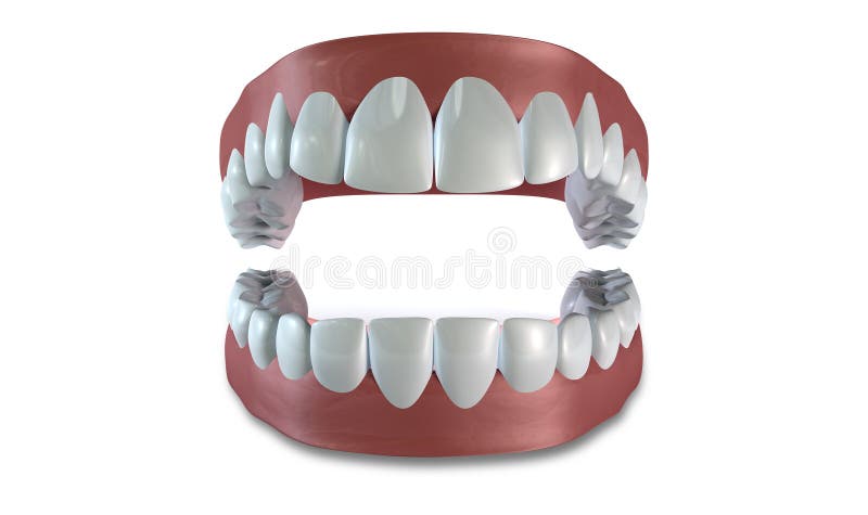 Teeth Set Open Isolated stock illustration. Illustration of pink - 27921319
