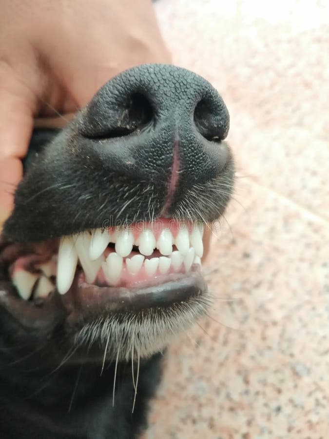 Why Are My Dogs Teeth So Sharp