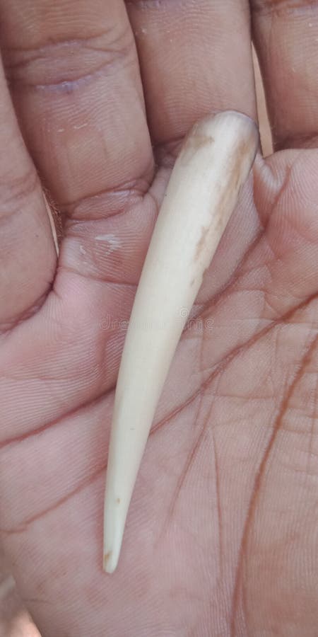 Teeth TIGER stock image. Image of jungle, tiger, worries - 120711123