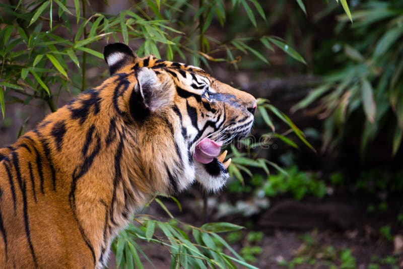 Teeth of Tiger stock image. Image of stripes, orange - 74089953