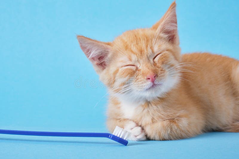 Teethbrush for Pets and Cute Red Kitten Stock Photo - Image of adorable ...