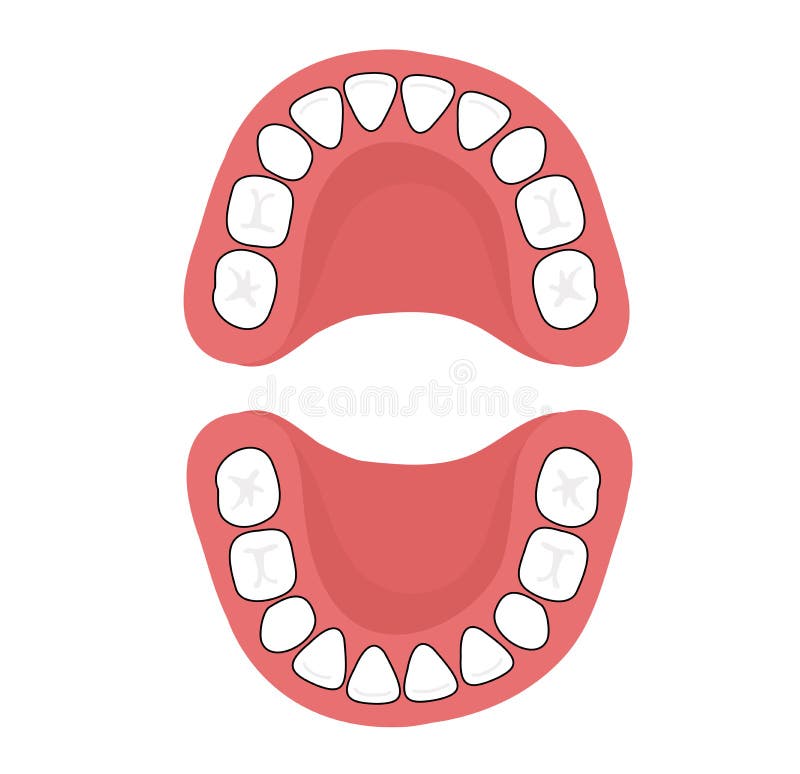 Permanent Tooth Cartoon Chart Stock Illustrations – 16 Permanent Tooth ...