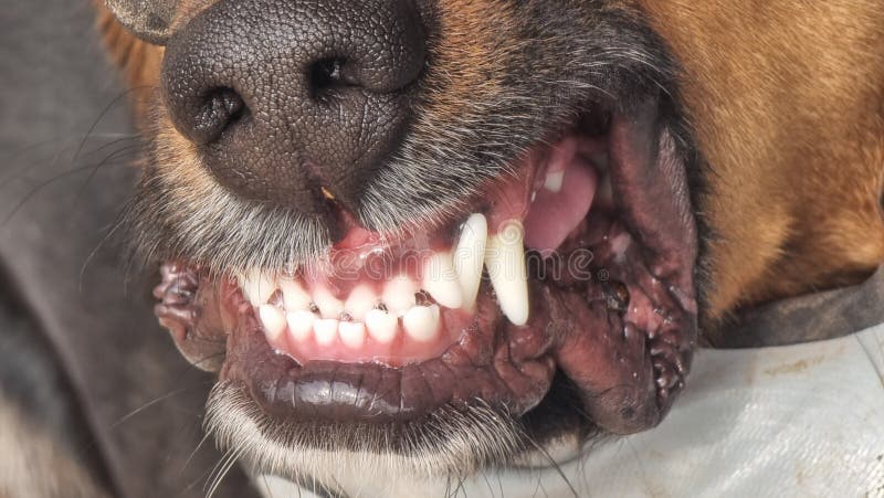 Teeths Tooth of Fierce Dog Close Up Stock Photo - Image of protection ...