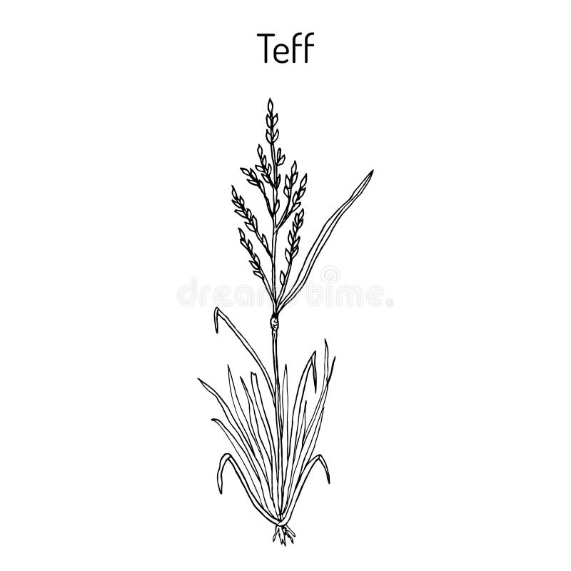Tef Del Eragrostis De Teff, Cosecha Del Cereal Ilustración del Vector ...