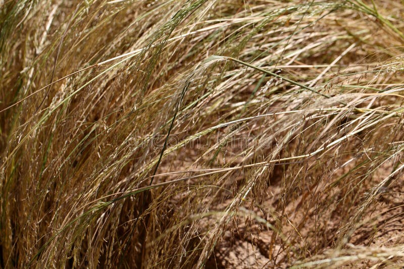 Teff field stock image. Image of grain, blue, sunlight - 34746973