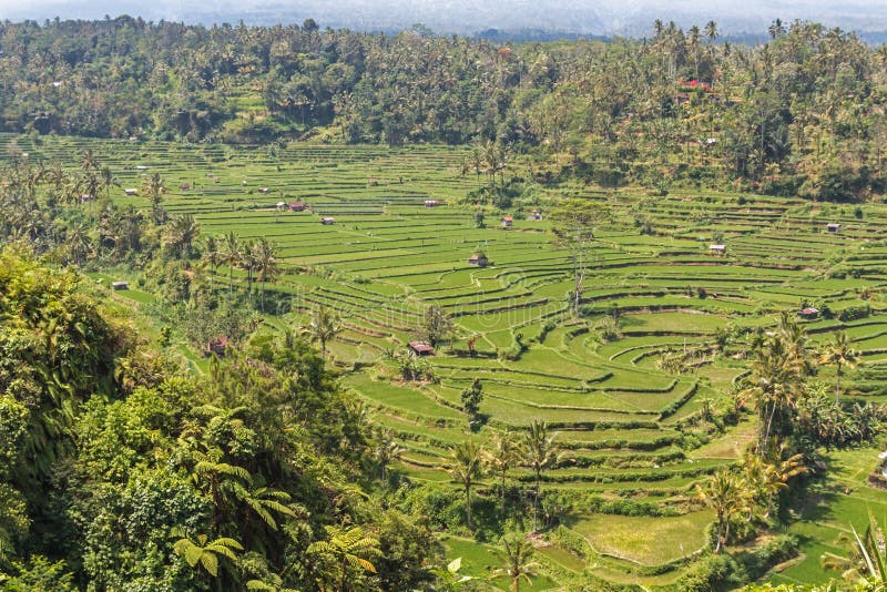 Tegalalang rice terrace editorial stock photo. Image of farmer - 55699918